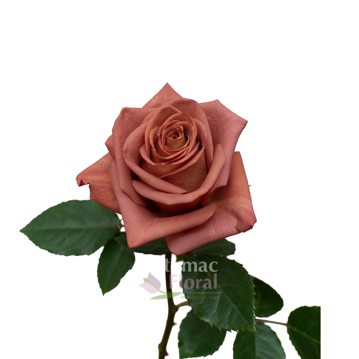 Barista Rose, 40 to 50 cm - Potomac Floral Wholesale
